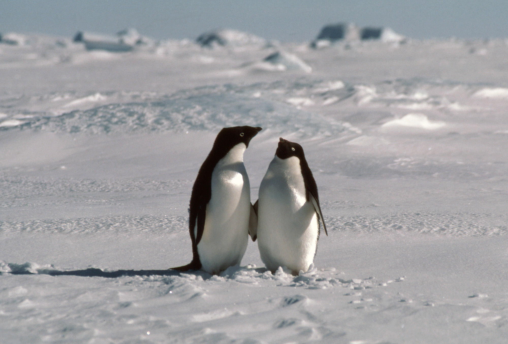 Types Of Penguins Species Facts And Adaptations types-of-penguins-species-facts-and-adaptations